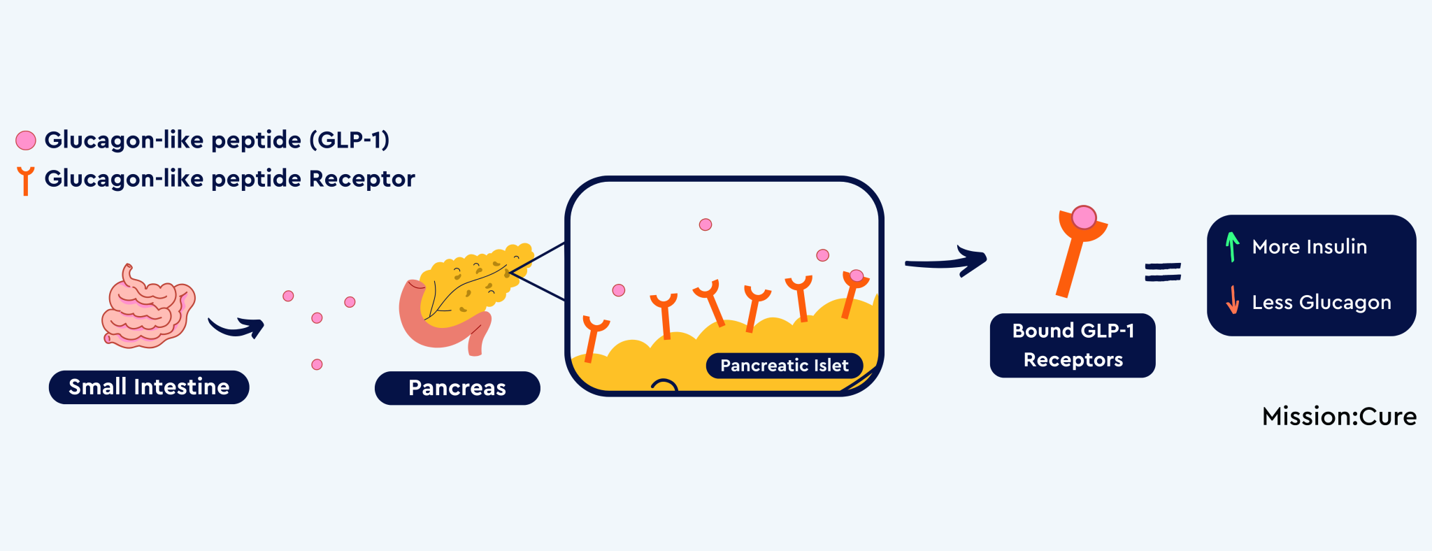 Ozempic and Pancreatitis: Can Semaglutide Cause Pancreatitis?