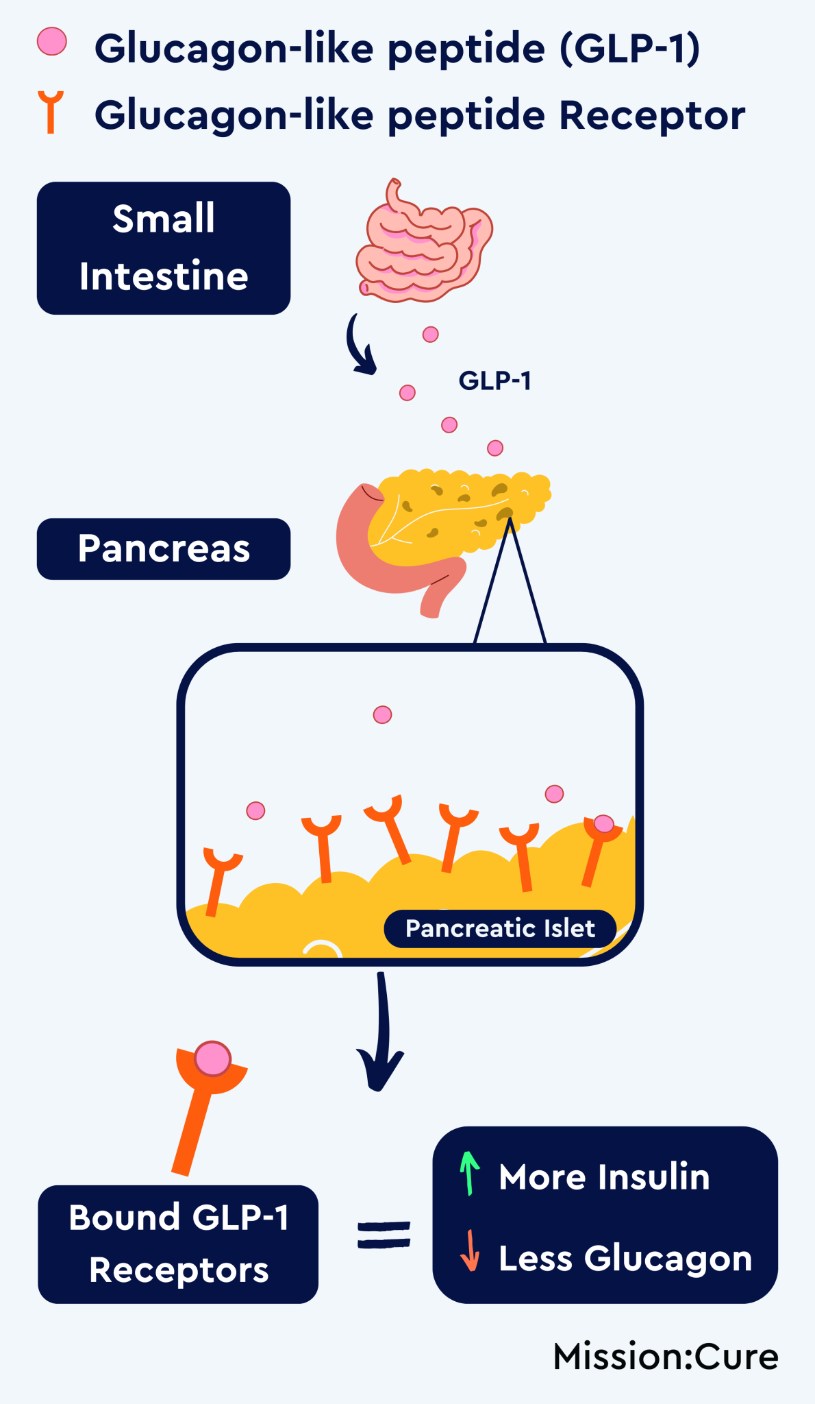 Ozempic and Pancreatitis: Can Semaglutide Cause Pancreatitis?